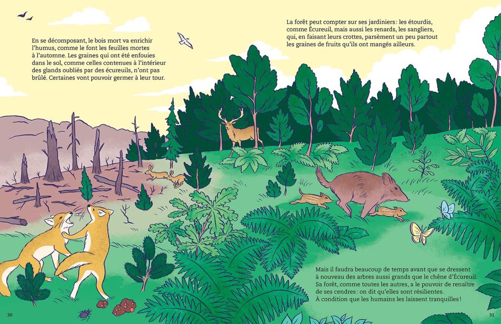 La Vie de la forêt, un documentaire captivant, dès 6 ans